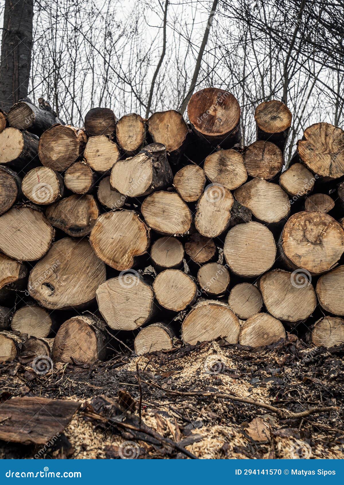 Log Pile in a Forest, Frontal View Stock Photo - Image of destruction ...