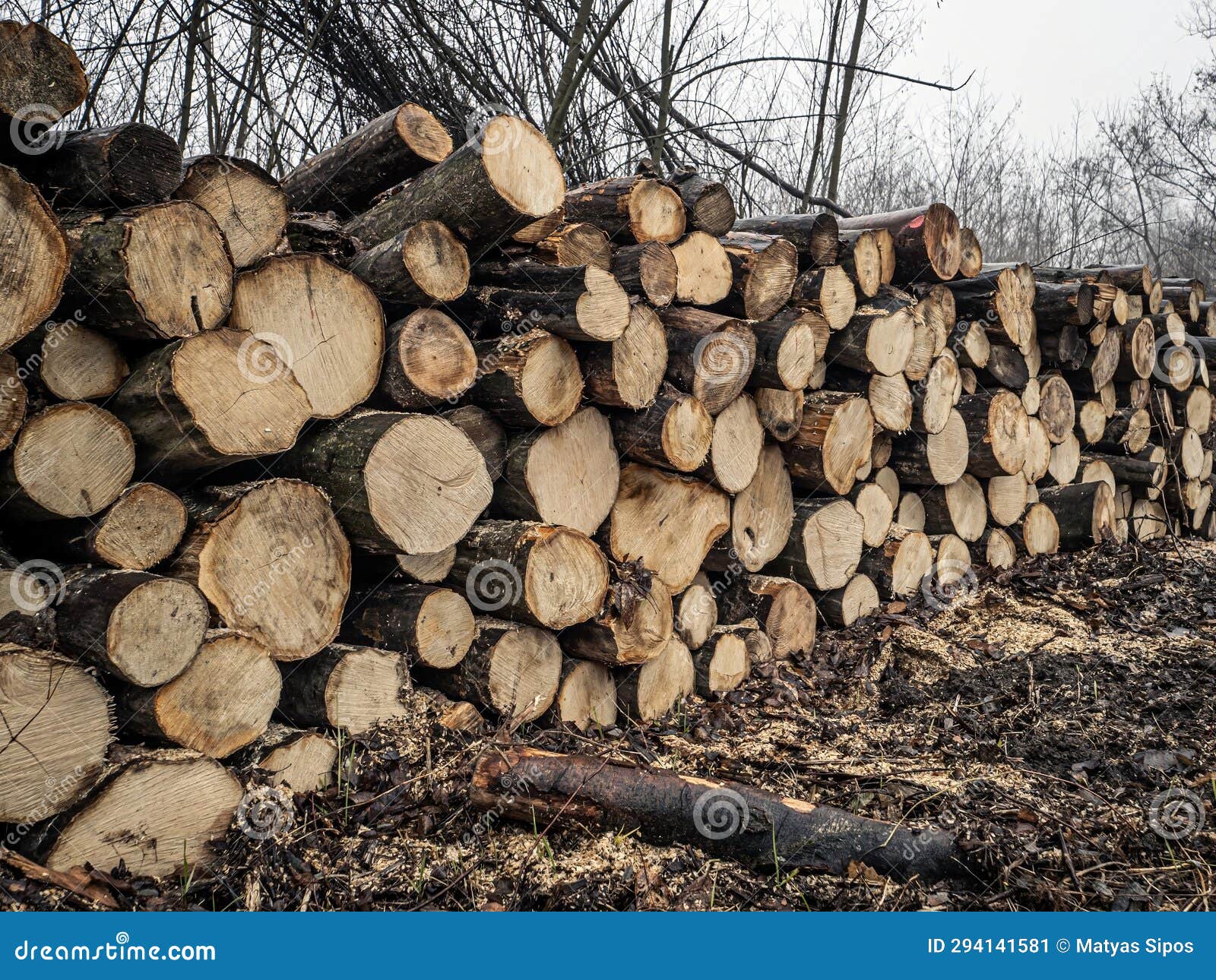 Log Pile in a Forest, Side View Stock Image - Image of fallen, rough ...