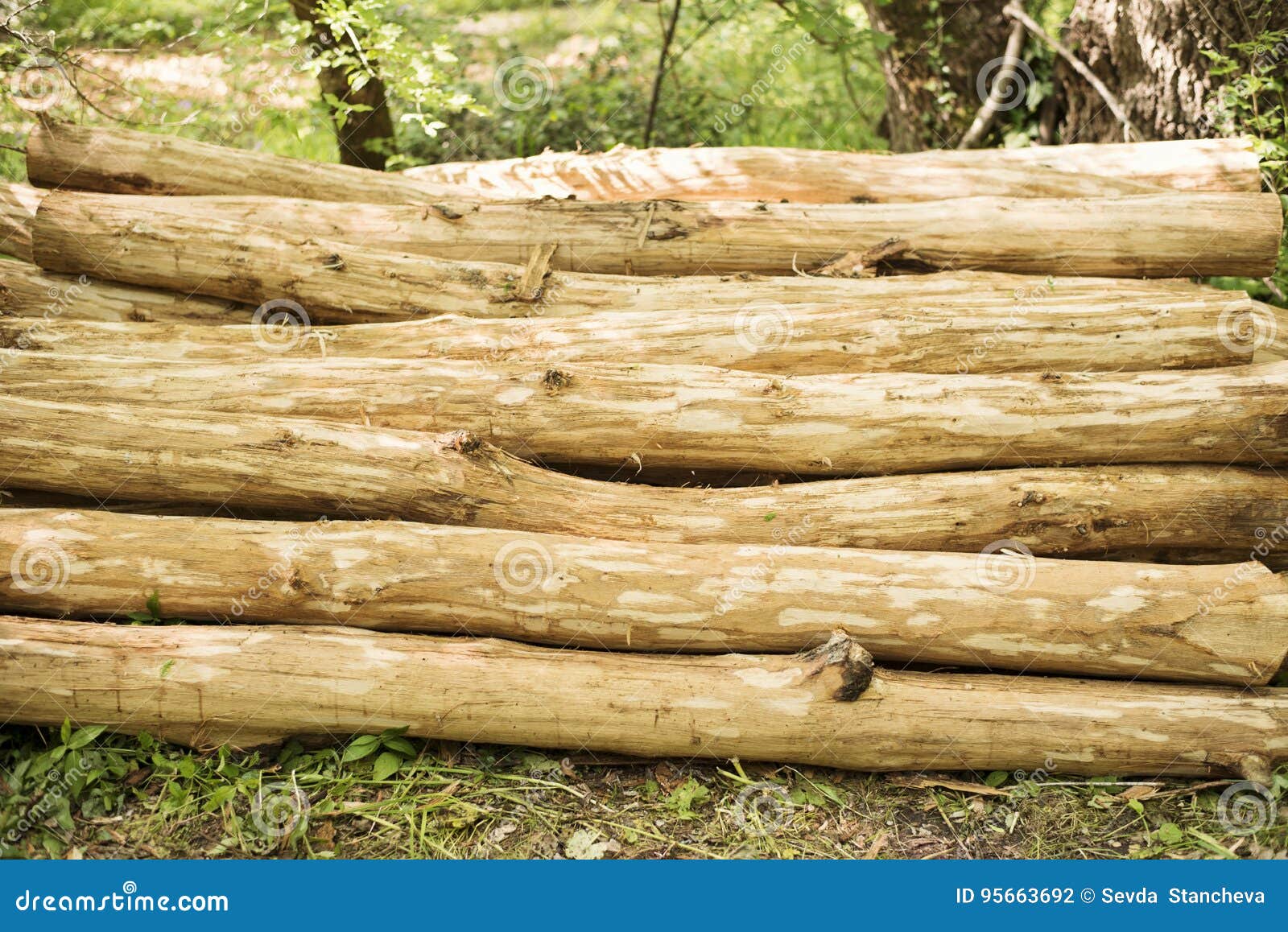 Log Pile in the Forest. Wood Stack Stock Photo - Image of pine ...