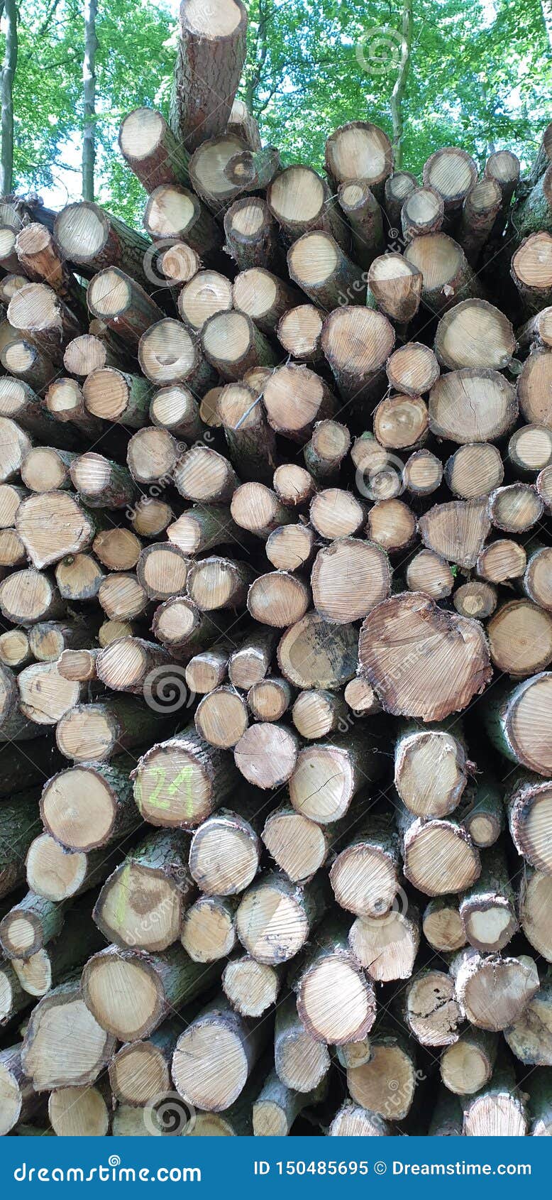 Log pile in a forest. stock image. Image of forest, pile - 150485695