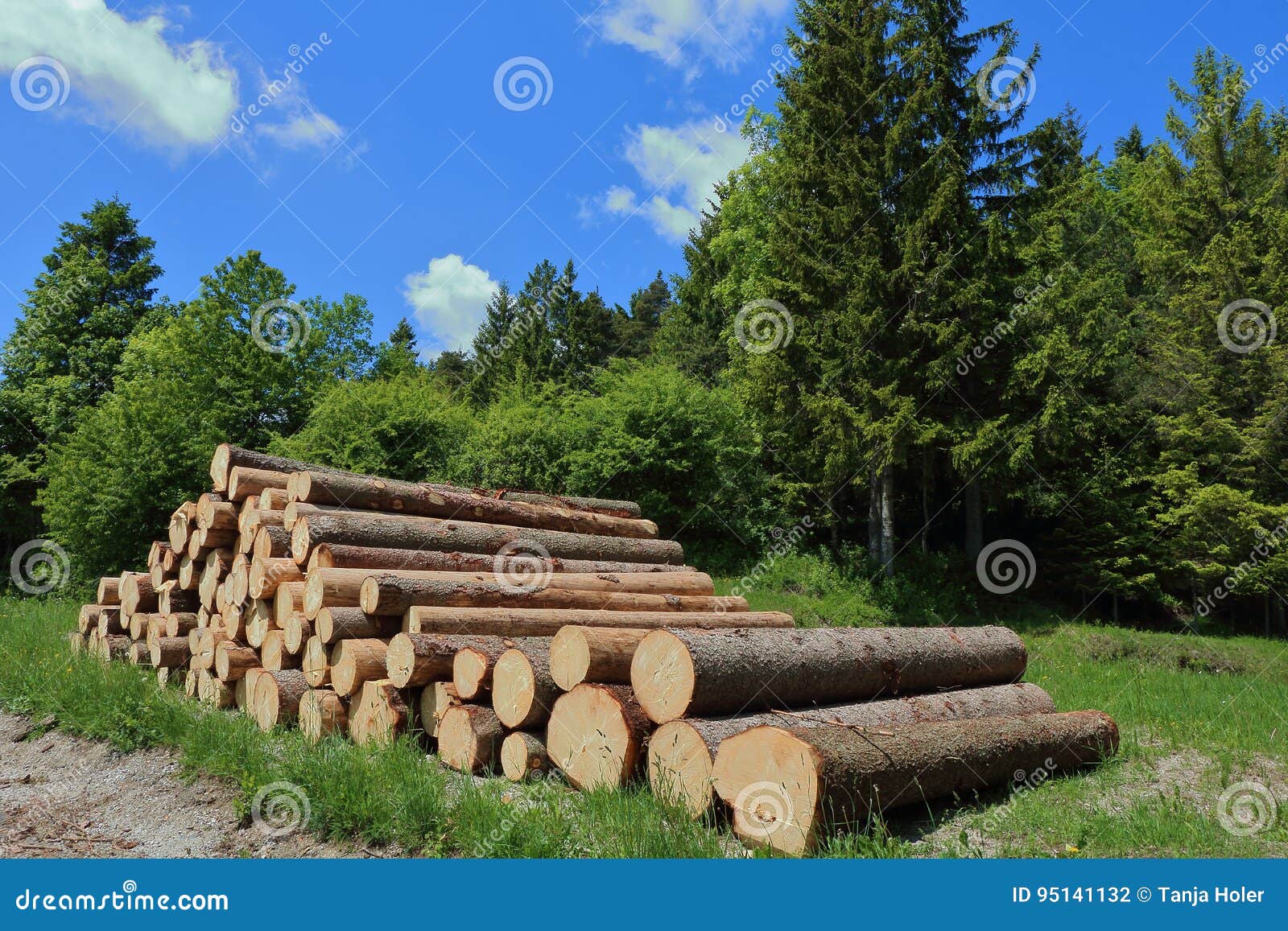 Log pile stock photo. Image of stack, harvest, pine, trunk - 95141132