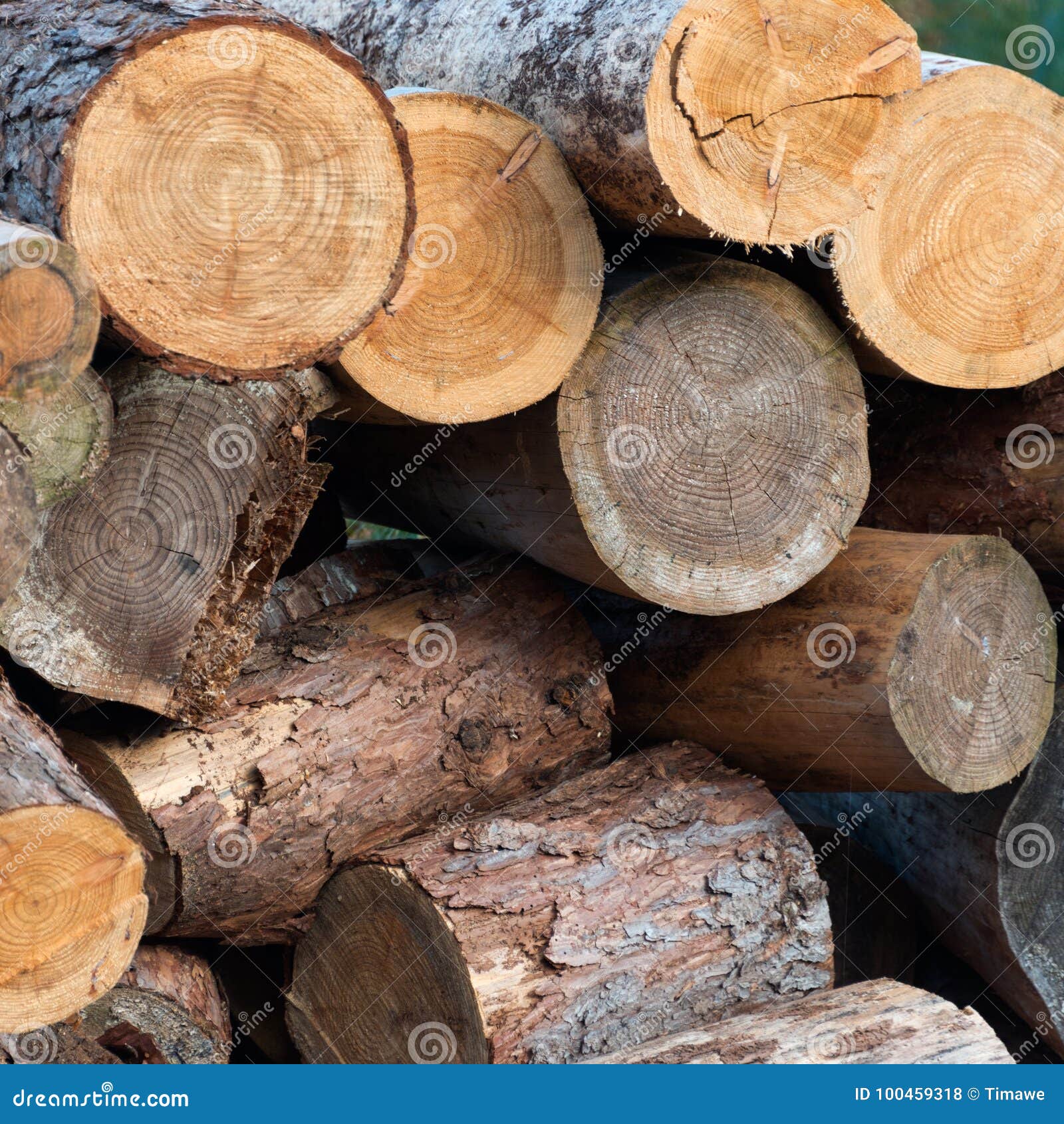 Log pile stock photo. Image of forest, heap, tree, environment - 100459318