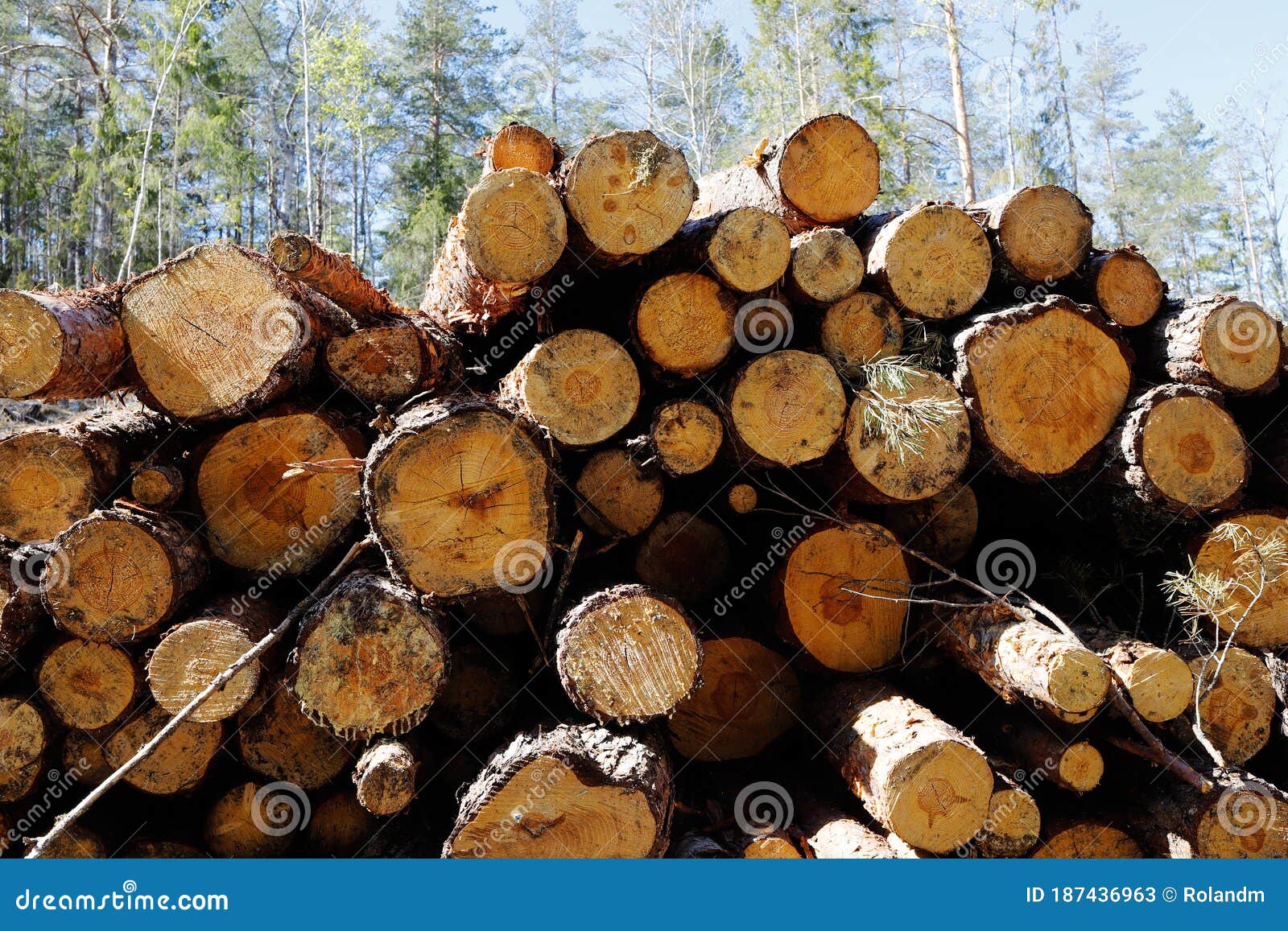 Log pile stock image. Image of pile, logs, forest, wood - 187436963