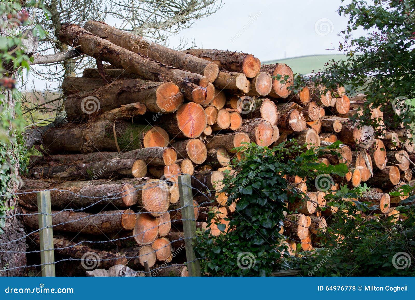 Log Pile stock photo. Image of stacked, horizontal, heap - 64976778