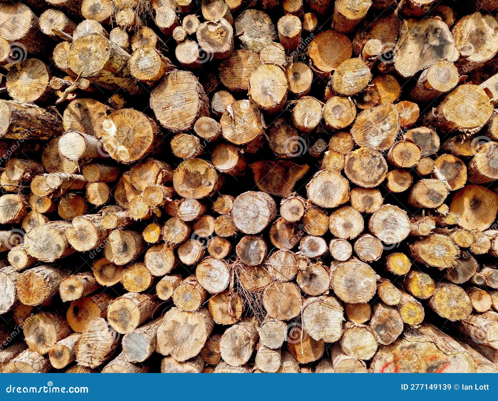 Log Pile Tree Felling Chopped Up Trees Stock Image - Image of logs ...