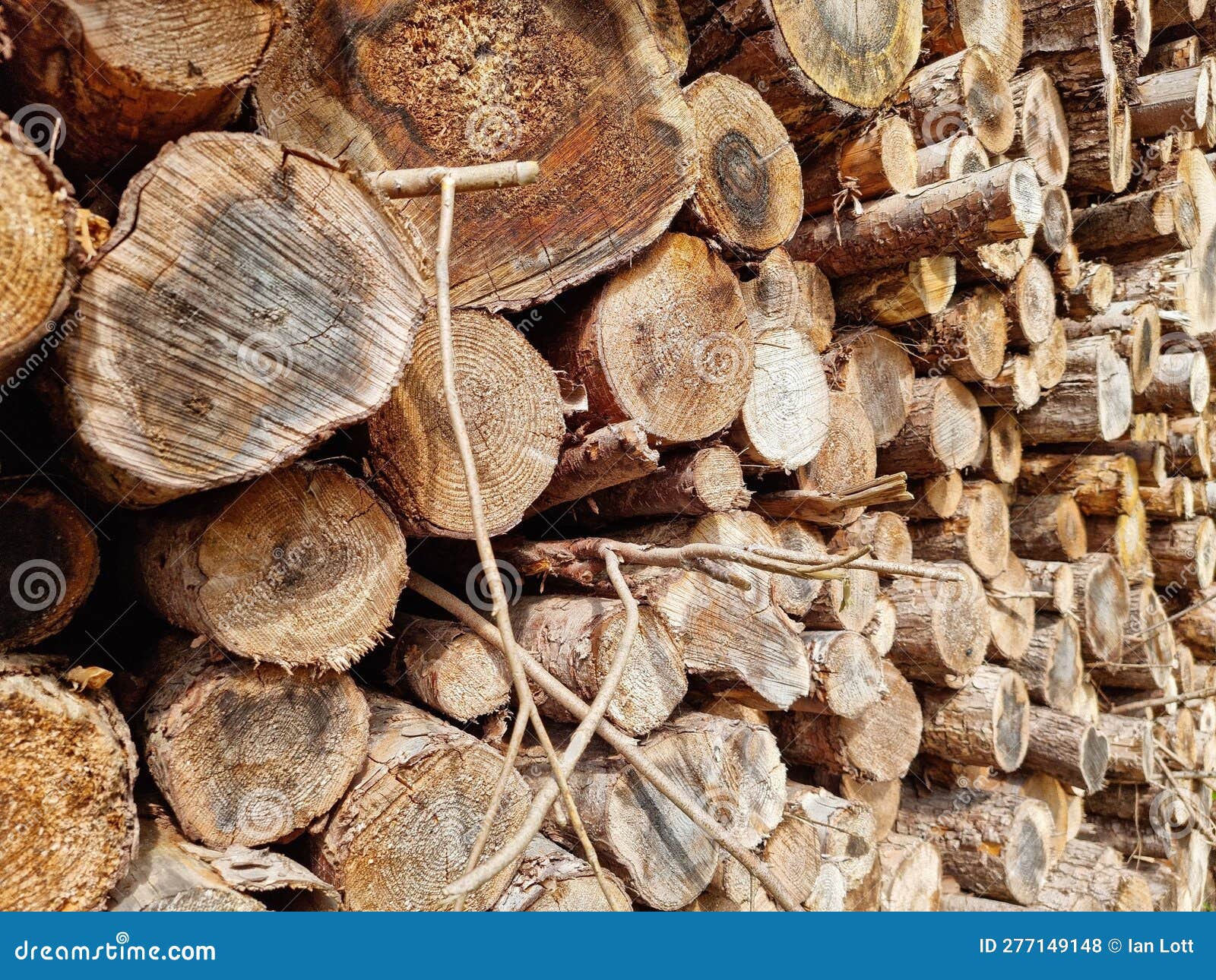 Log Pile Tree Felling Chopped Up Trees Stock Photo - Image of felling ...