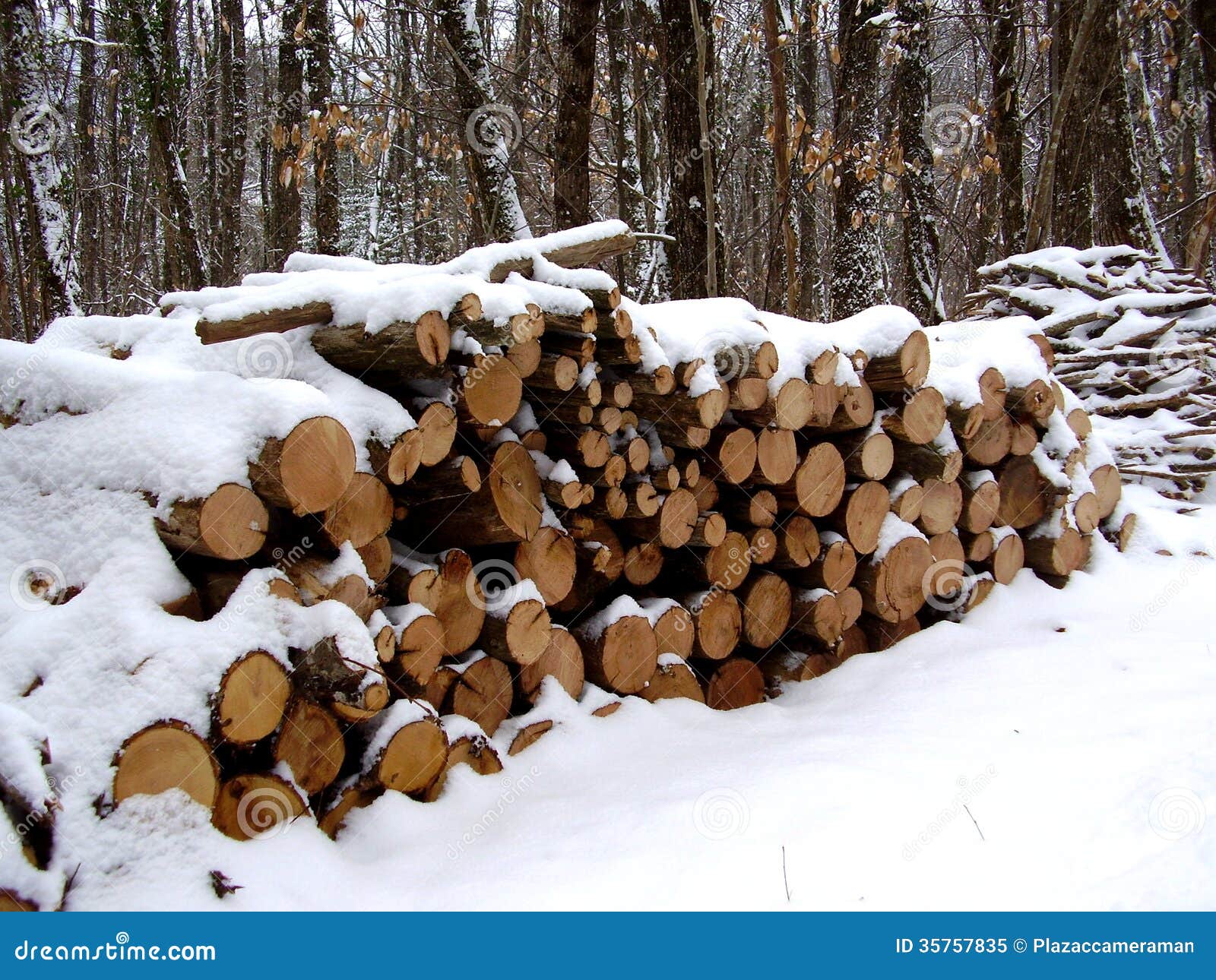 Log pile in the woods stock image. Image of fire, logging - 35757835