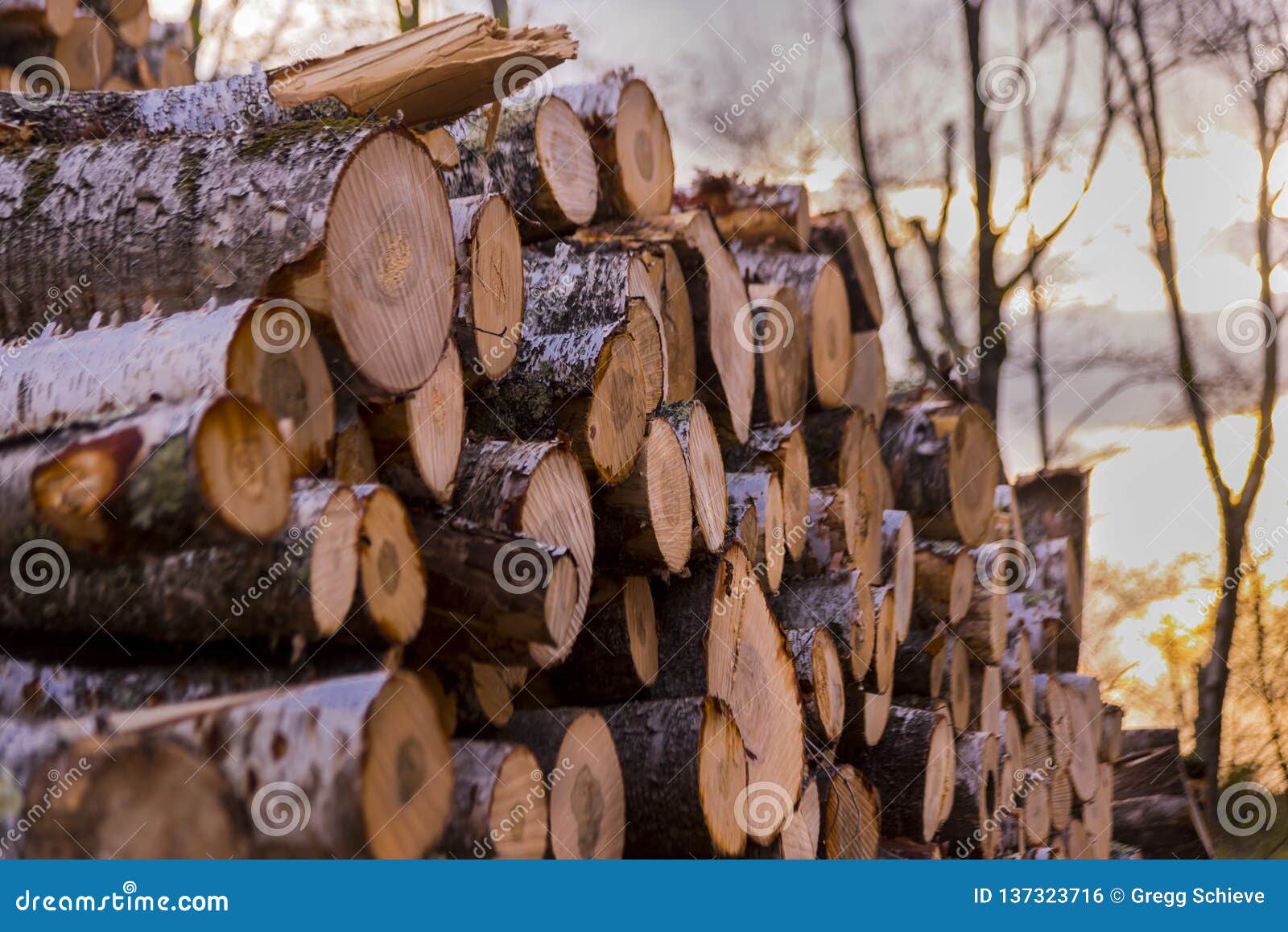 Log Piles stock photo. Image of sunset, logs, wisconsin - 137323716