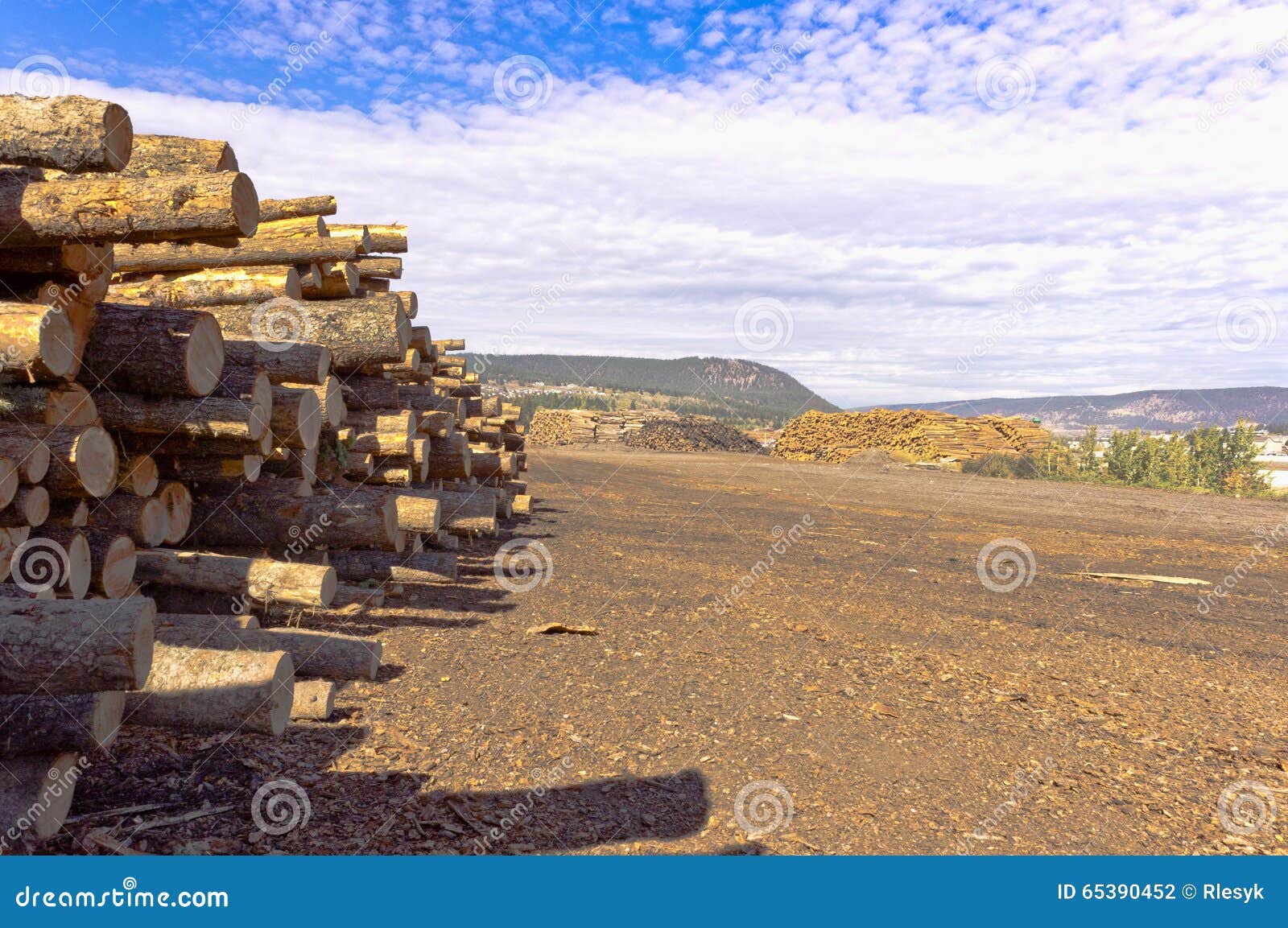 Log piles for mill stock photo. Image of stack, industrial - 65390452