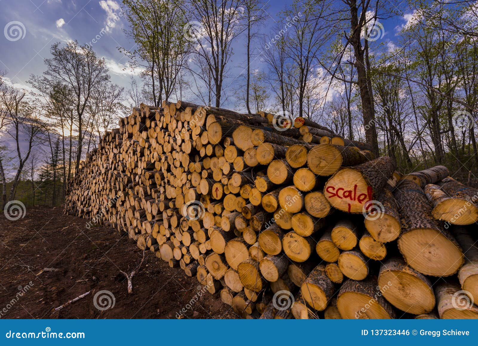 Log Piles stock photo. Image of sunset, northwoods, operation - 137323446
