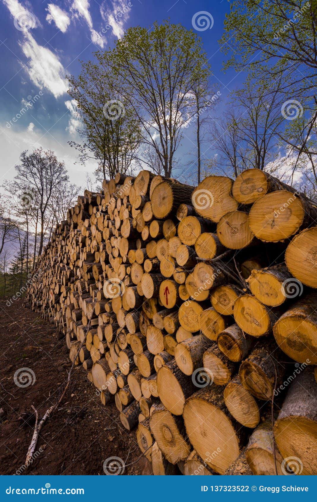 Log Piles stock photo. Image of sunset, national, operation - 137323522