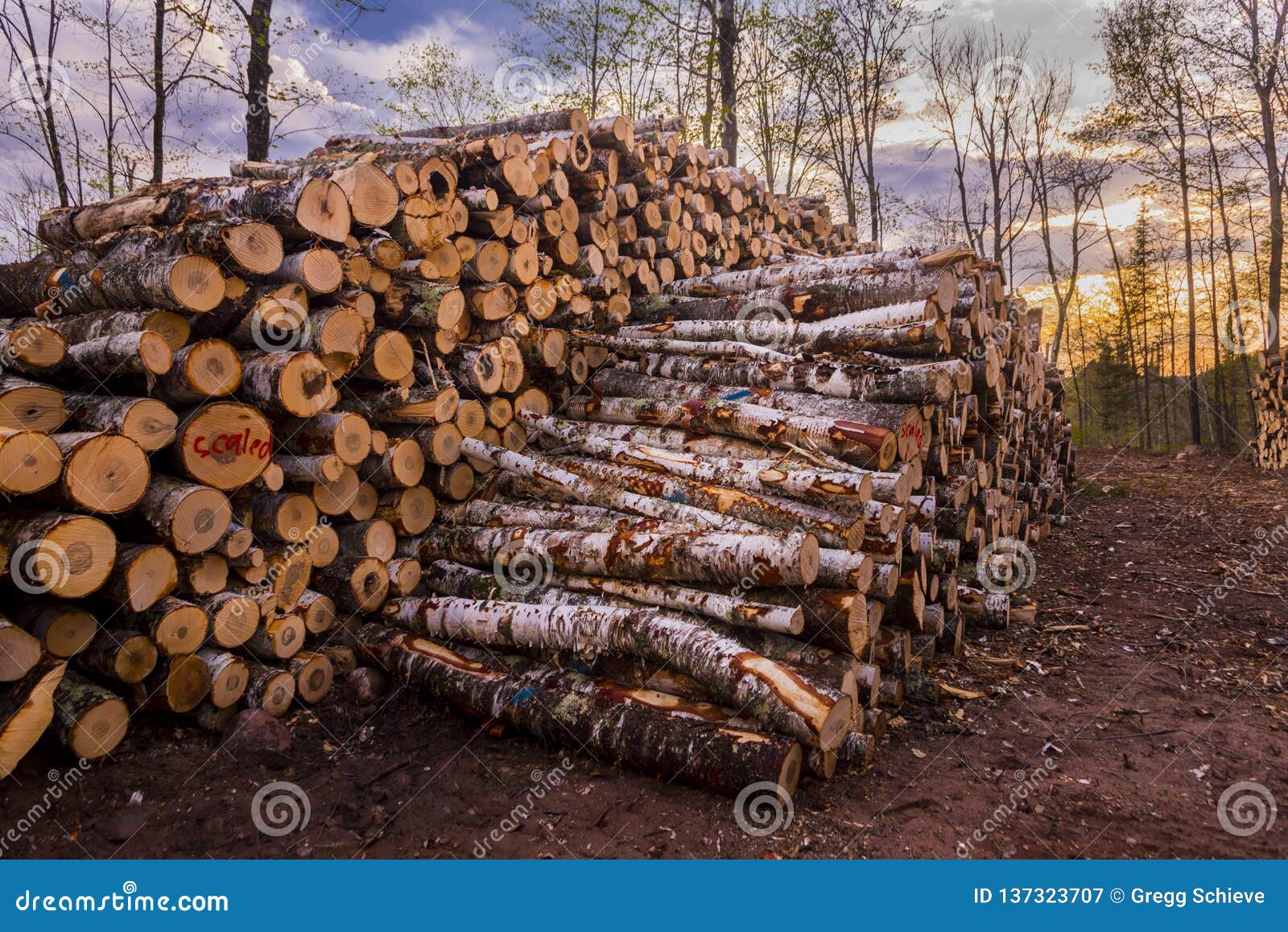 Log Piles stock image. Image of logs, chequamegon, national - 137323707