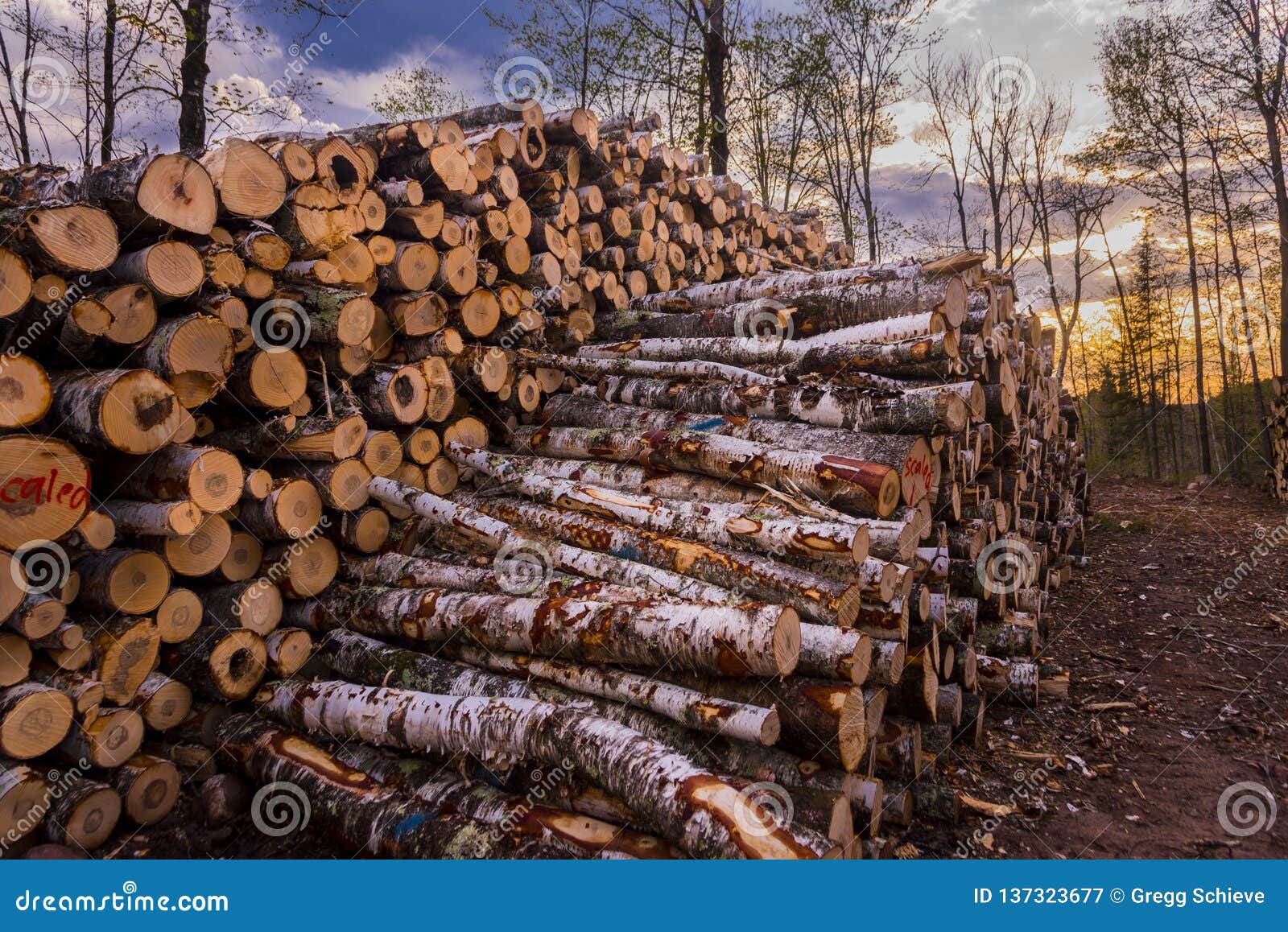 Log Piles stock image. Image of national, wisconsin - 137323677
