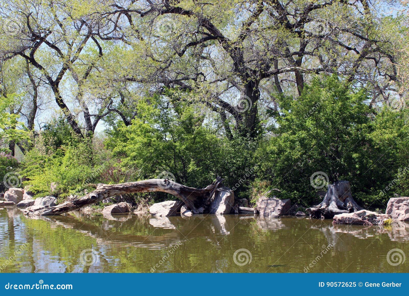 A Log in the Pond stock image. Image of pond, rocks, water - 90572625