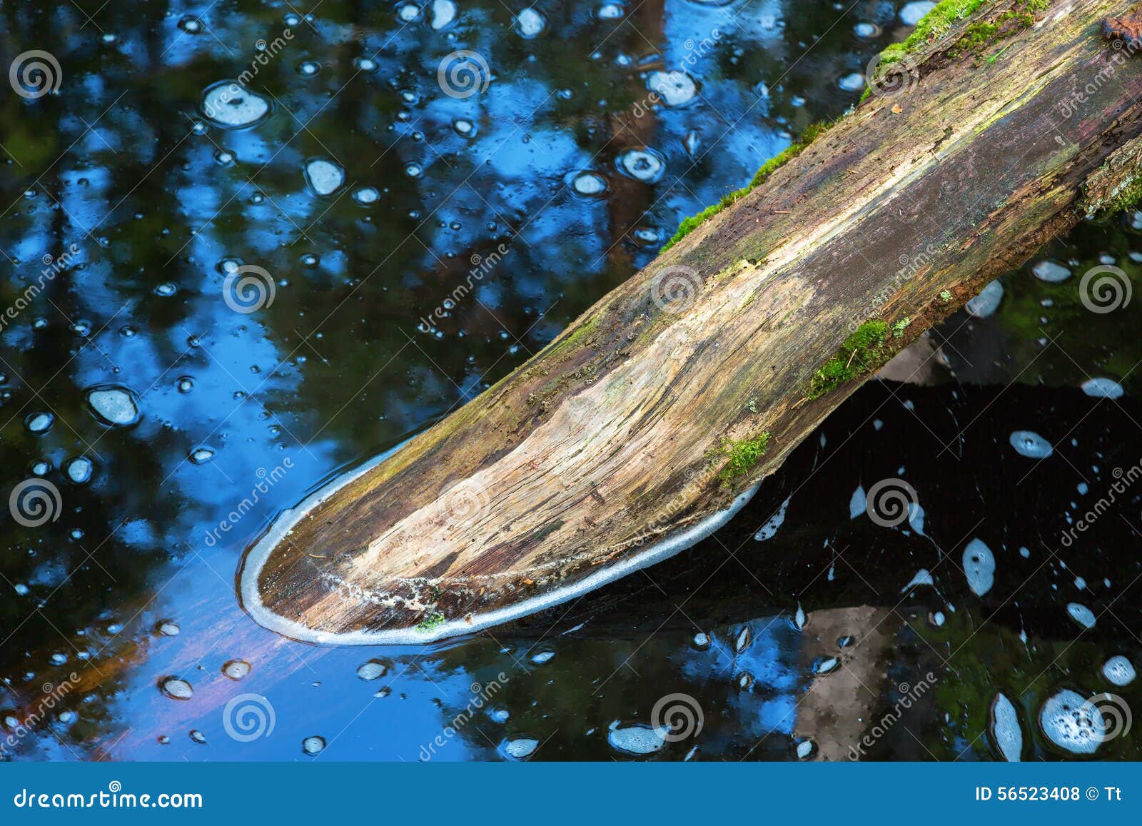 Log in the pond stock photo. Image of nature, tree, tranquil - 56523408