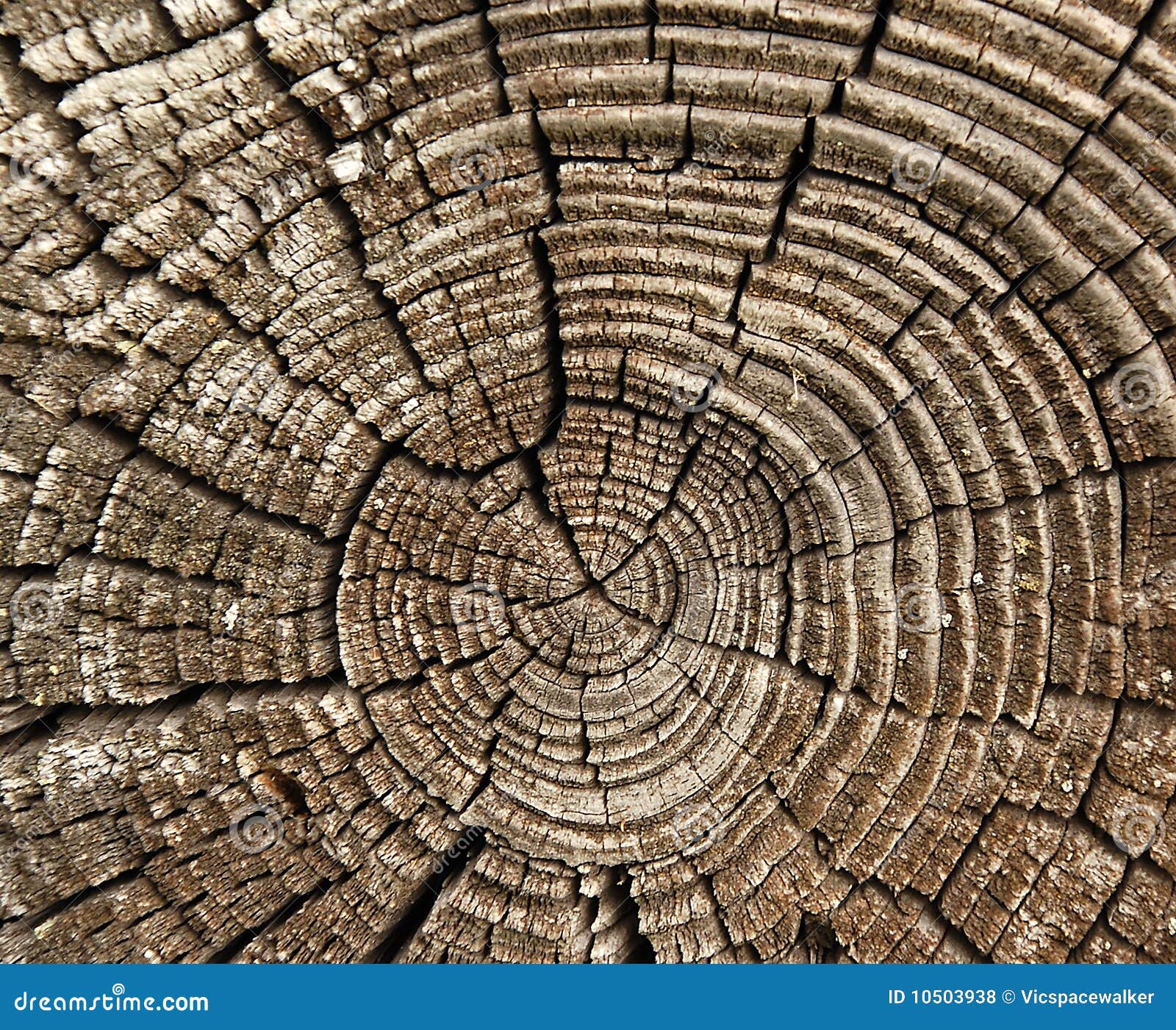 Log Profile stock photo. Image of trunk, cracks, core - 10503938