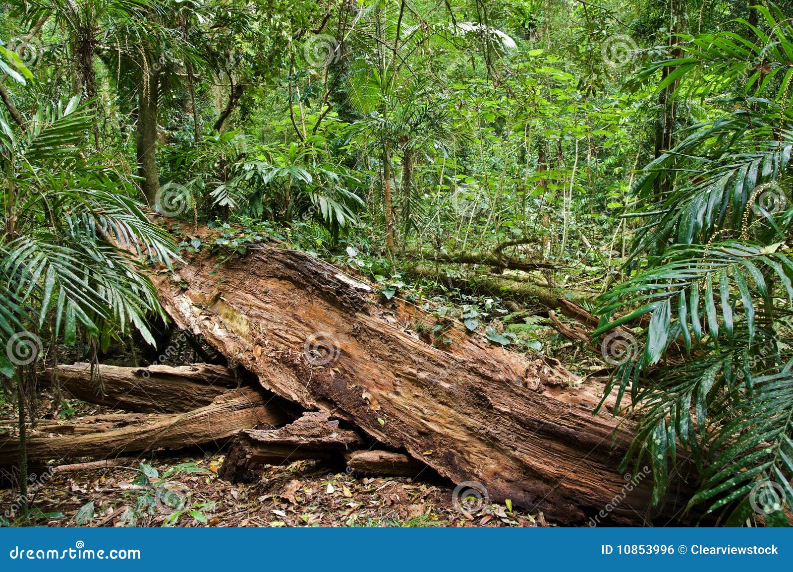 Log in the rain forest stock photo. Image of plants, park - 10853996