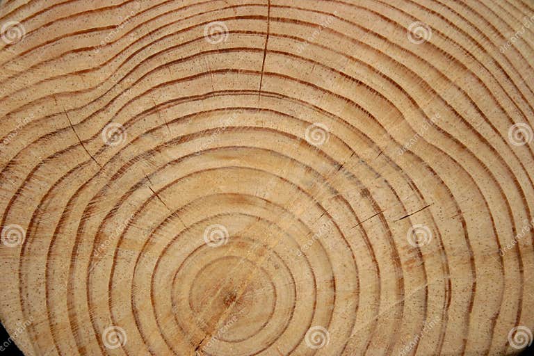 Log Rings stock photo. Image of forestry, lumber, circular - 3141810