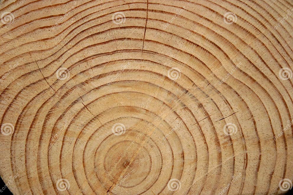 Log Rings stock photo. Image of forestry, lumber, circular - 3141810