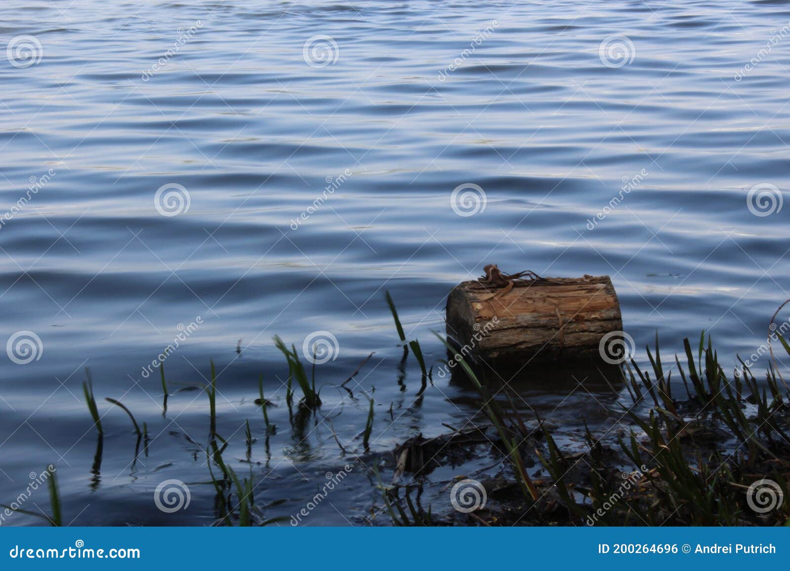 Log in the river stock photo. Image of morning, reflection - 200264696