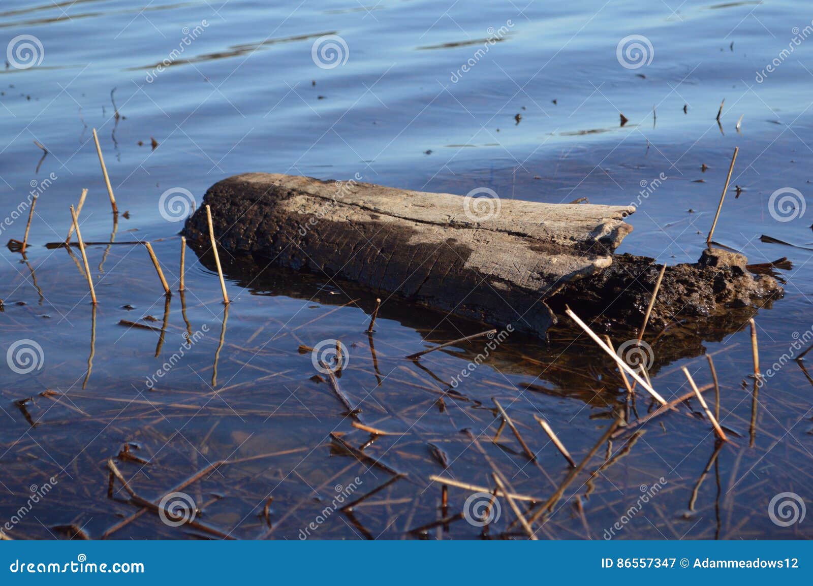 Log in river stock image. Image of river, outdoors, clear - 86557347