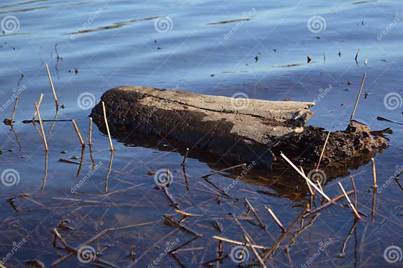 Log in river stock image. Image of river, outdoors, clear - 86557347