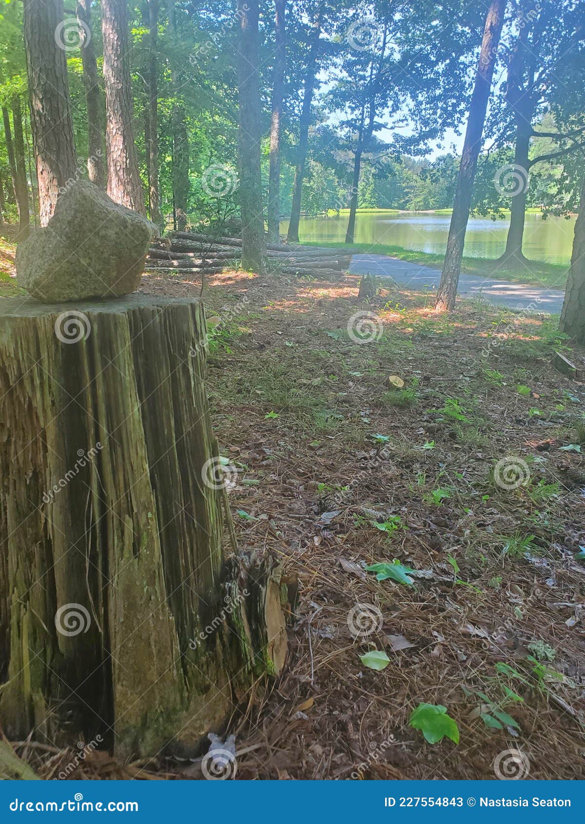 Log and rock stock image. Image of wall, plant, tree - 227554843
