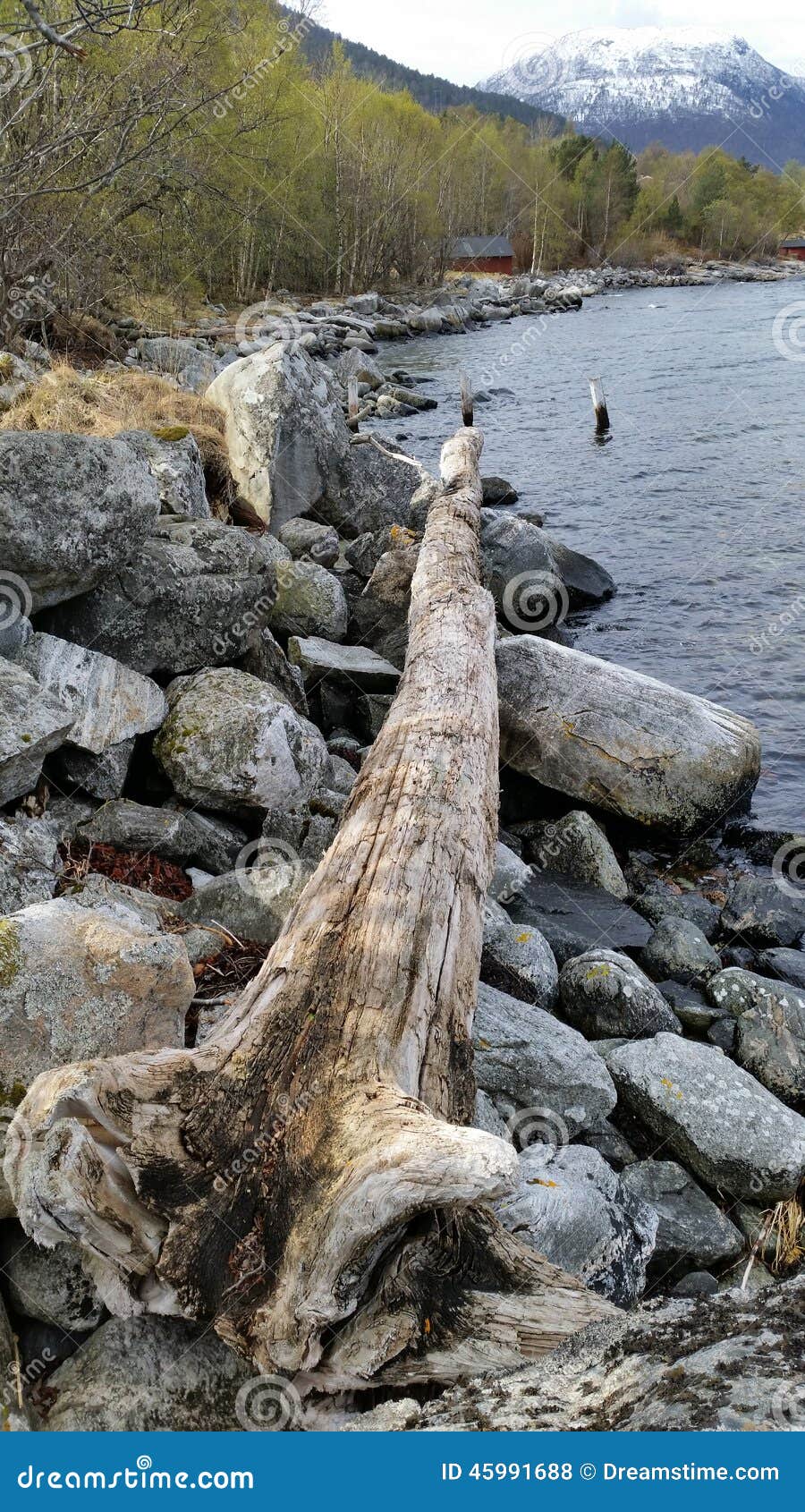 Log on the rocks stock photo. Image of rocks, beach, norway - 45991688