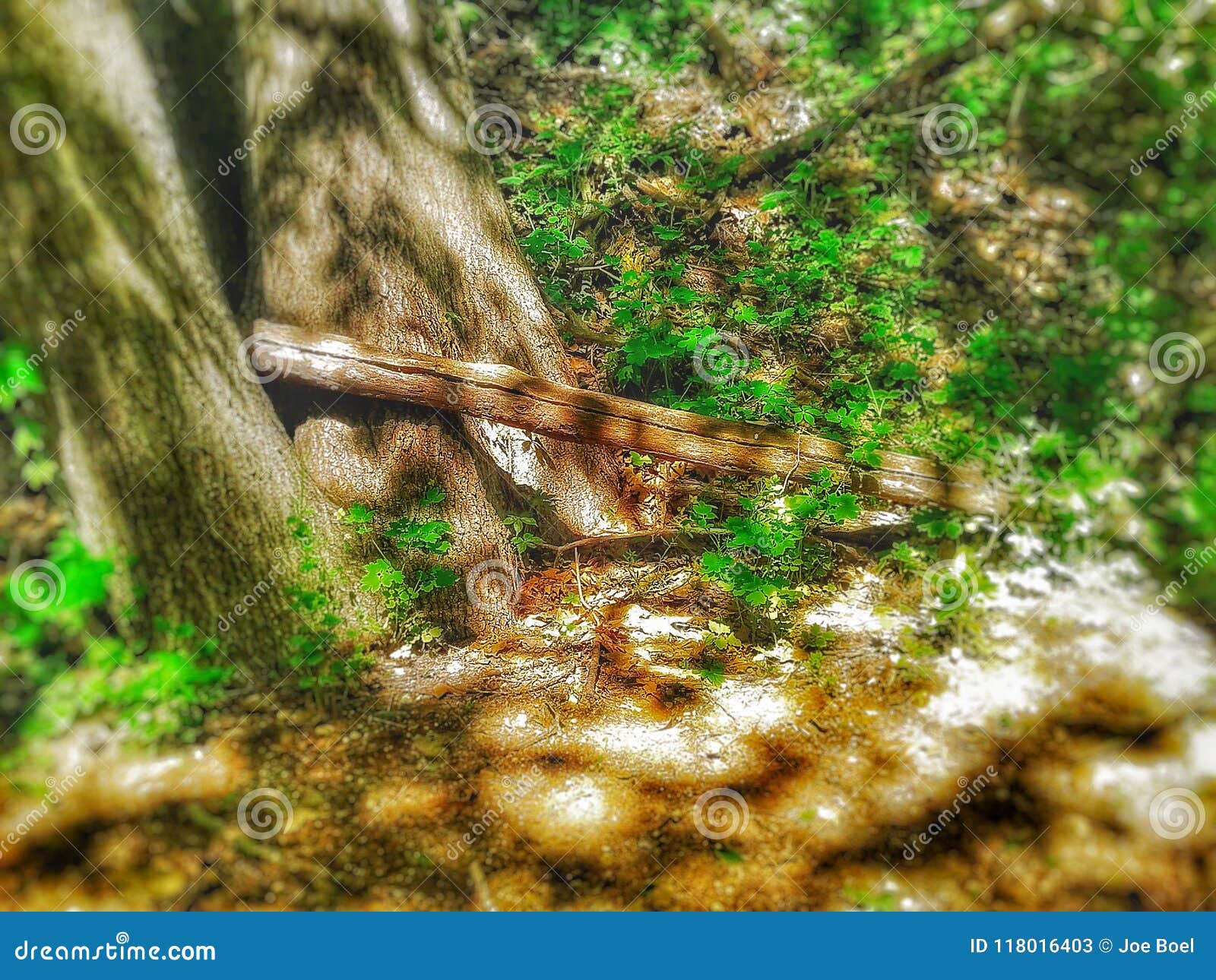 Fallen Log stock image. Image of green, fallen, rotting - 118016403