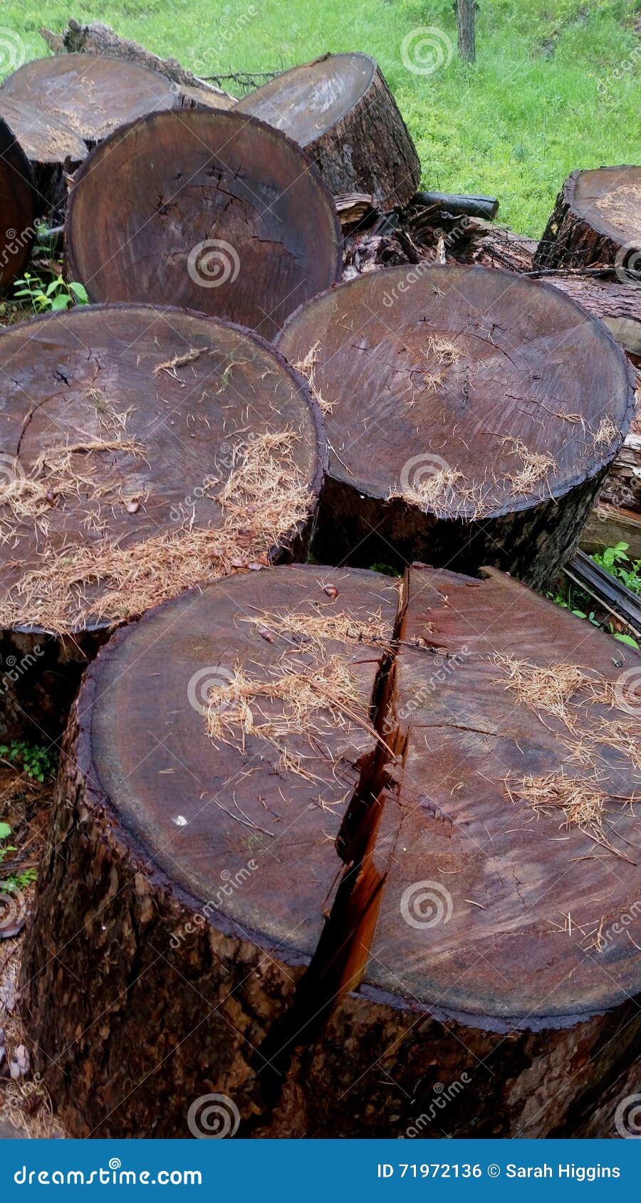 Log rounds stock photo. Image of tree, wood, rounds, outdoors - 71972136