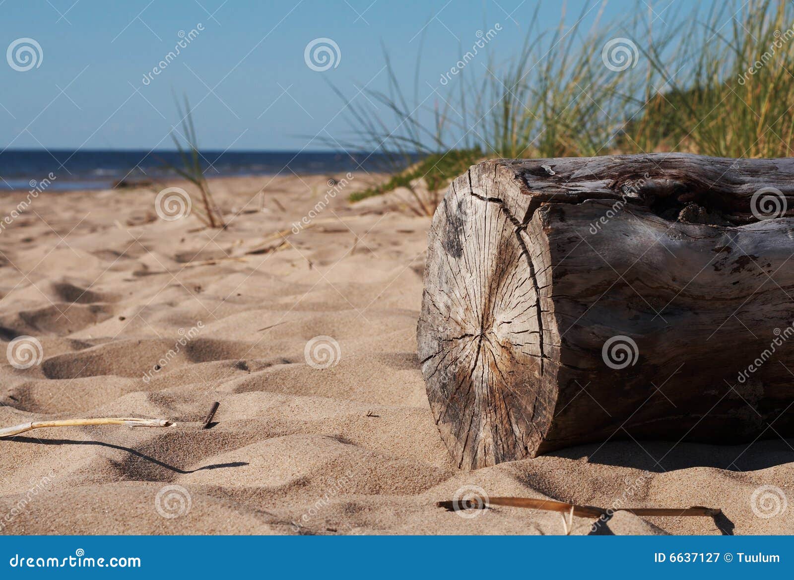 Log on sand stock image. Image of resting, rest, resort - 6637127