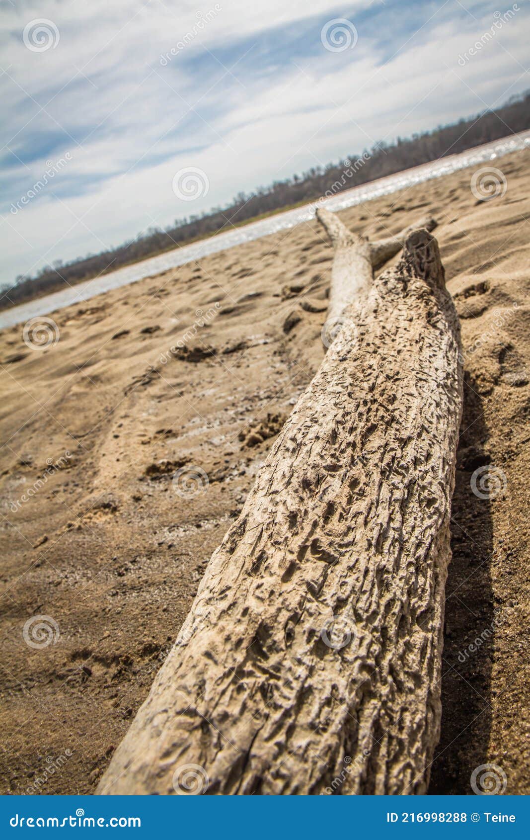 Log on river bank stock photo. Image of nature, lake - 216998288