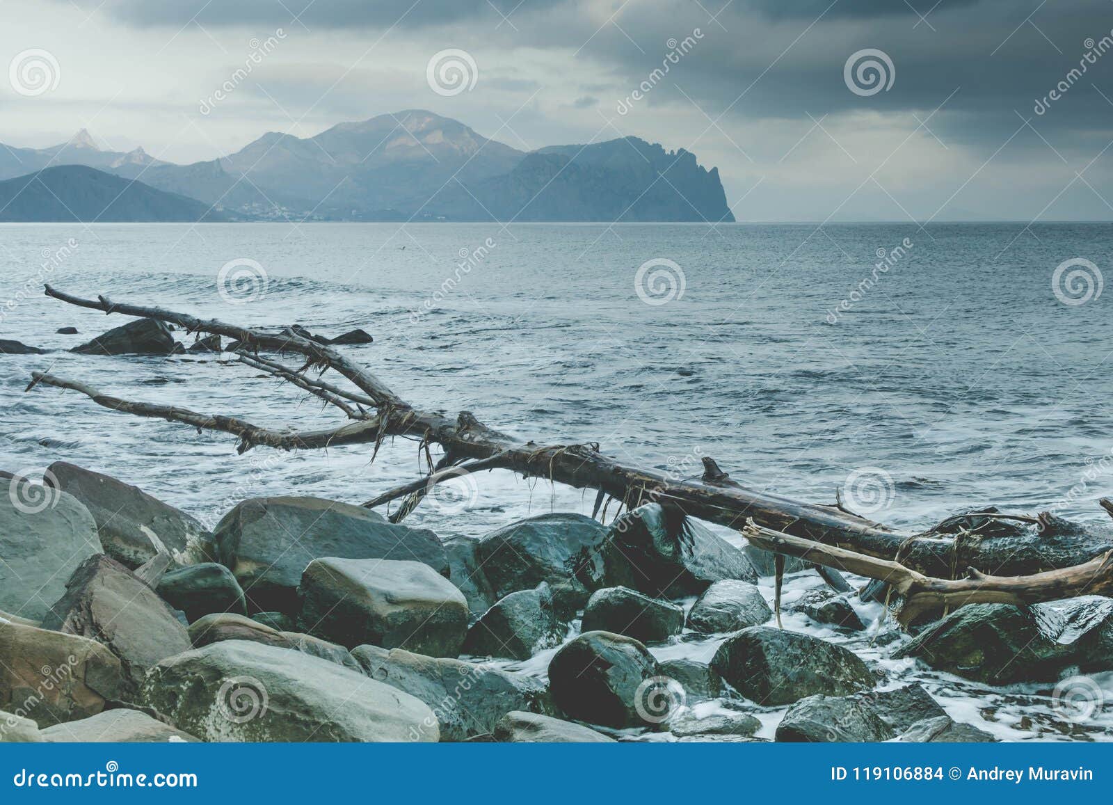 Log in the sea 2 stock photo. Image of summer, island - 119106884