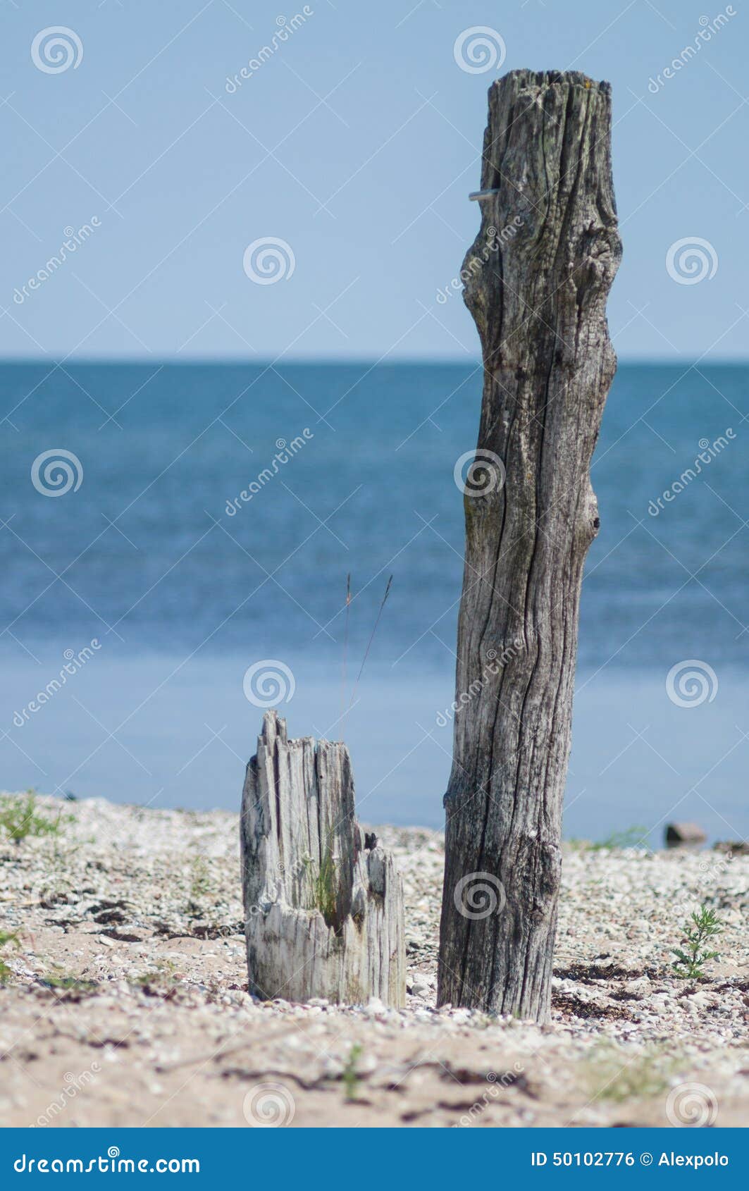 Log on the seashore stock photo. Image of trunk, coastline - 50102776