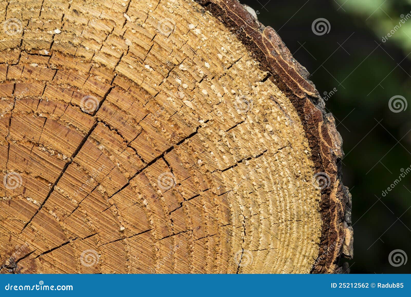 Log Section stock photo. Image of geometry, chopped, details - 25212562