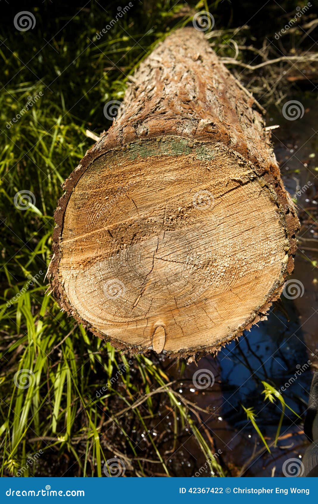 Log stock photo. Image of jersey, park, marsh, plants - 42367422