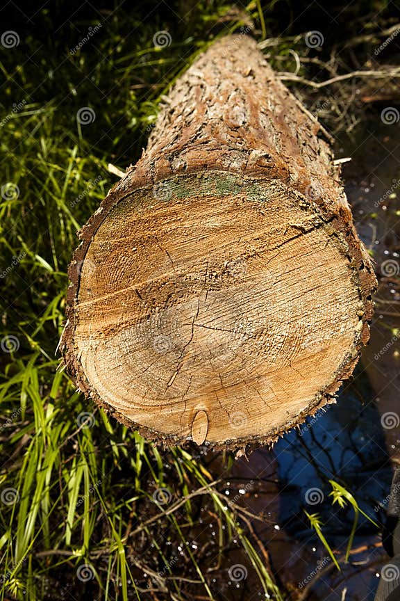 Log stock photo. Image of jersey, park, marsh, plants - 42367422