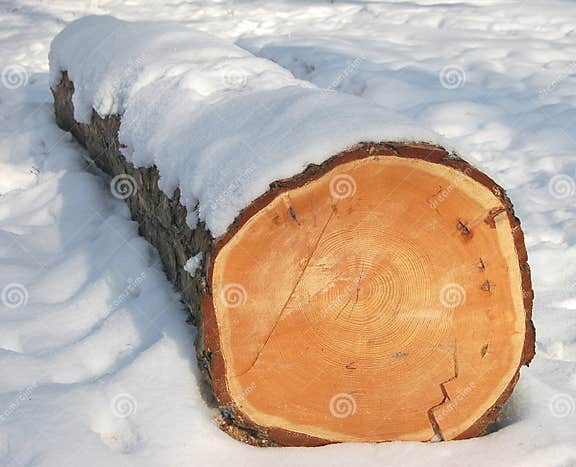 Log on the snow stock image. Image of crust, snow, village - 6976633