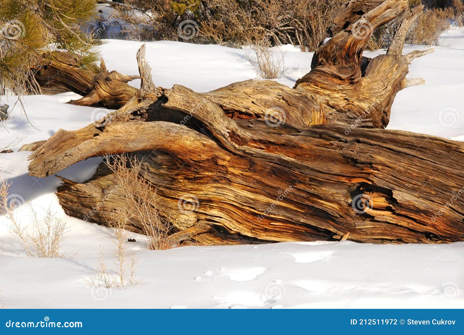 Log in Snow stock photo. Image of brown, wood, gnarled - 212511972