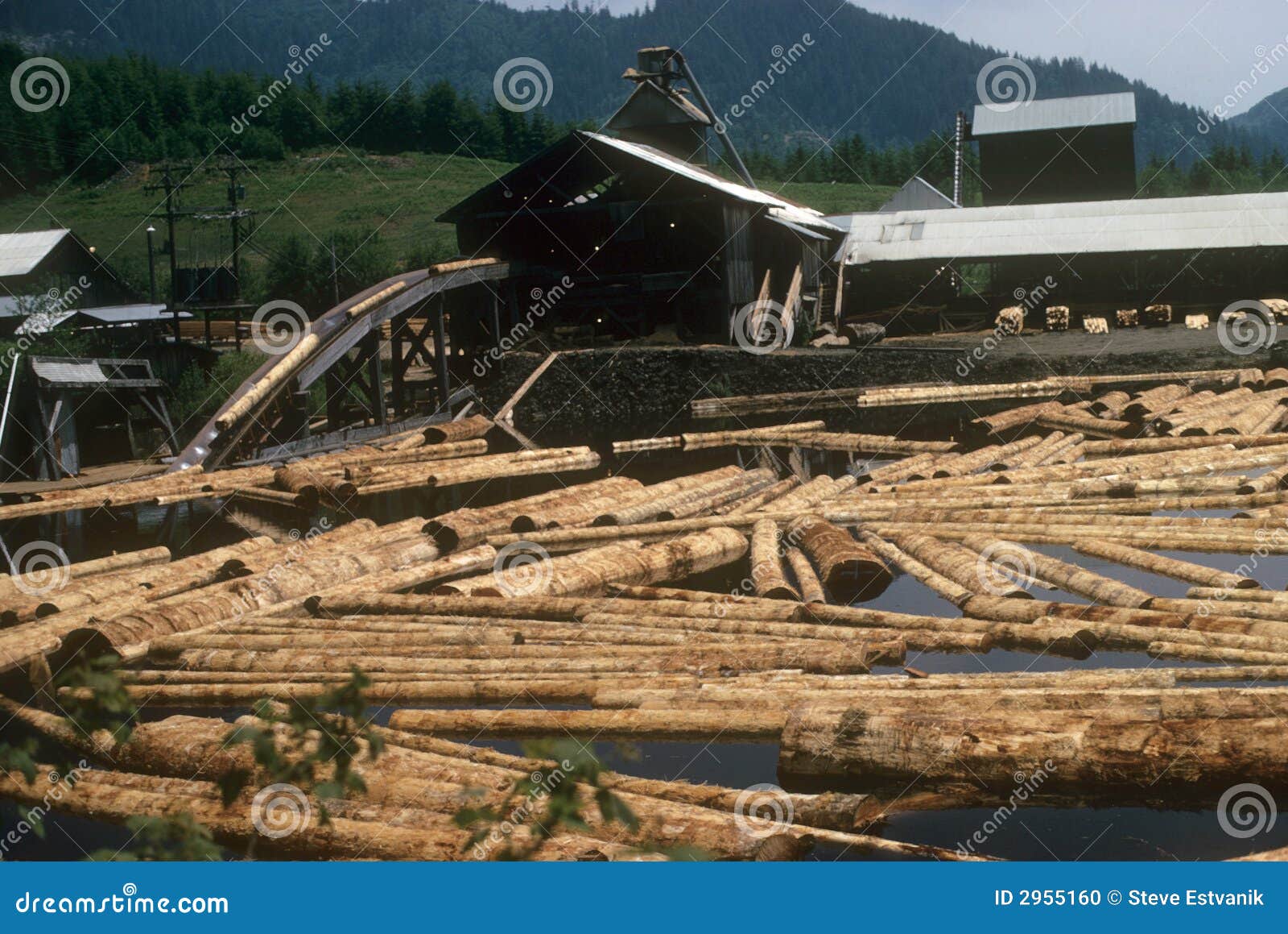 Log sorting pond stock photo. Image of pond, unloading - 2955160