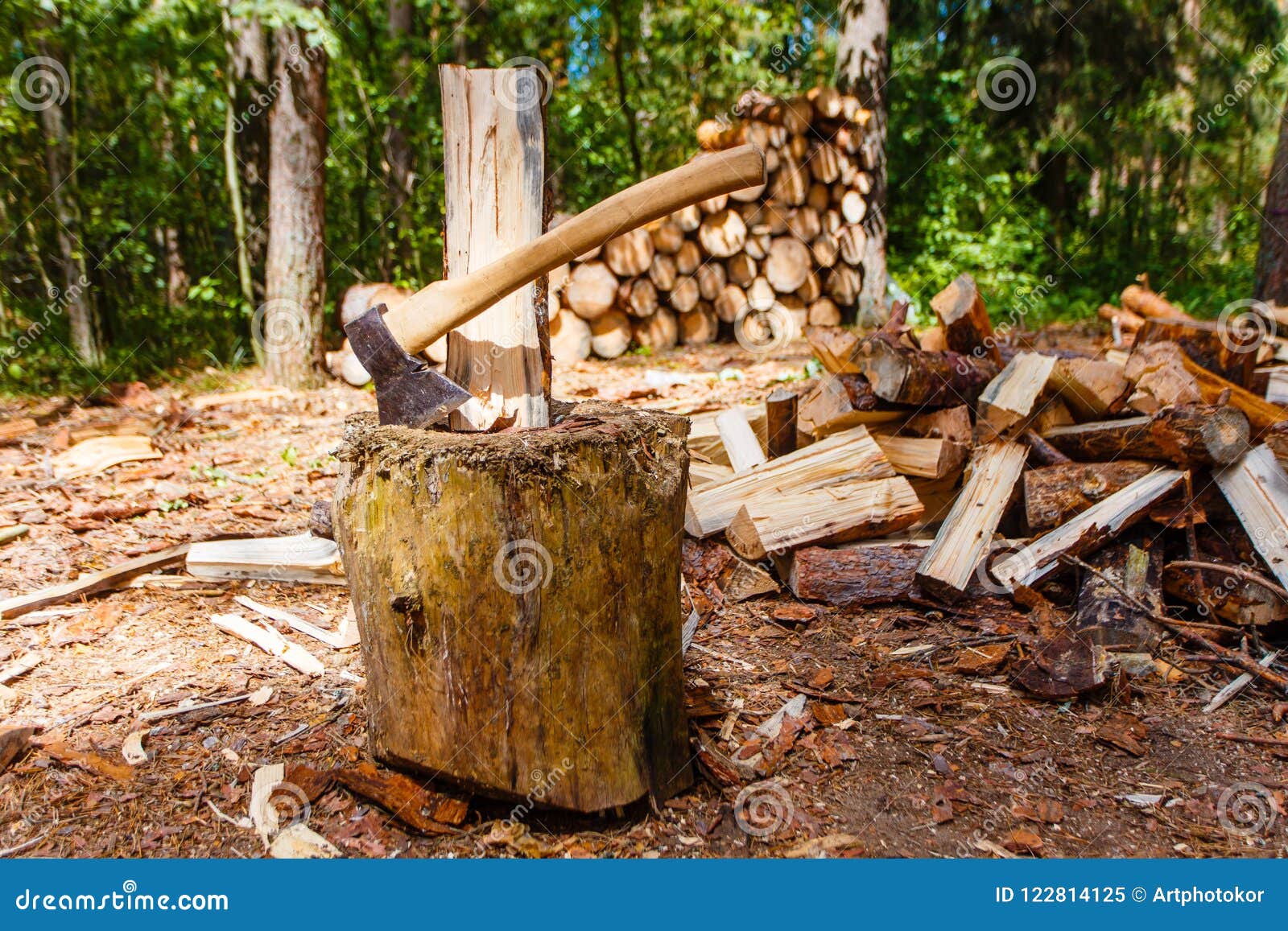 Log Splitting in Pine Forest. Firewood Pile Stock Image - Image of fire ...