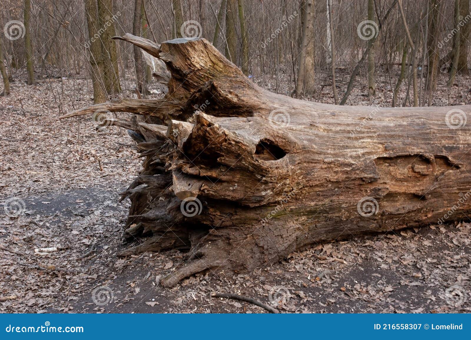A Log with Sprawling Remnants of Roots Stock Image - Image of brown ...
