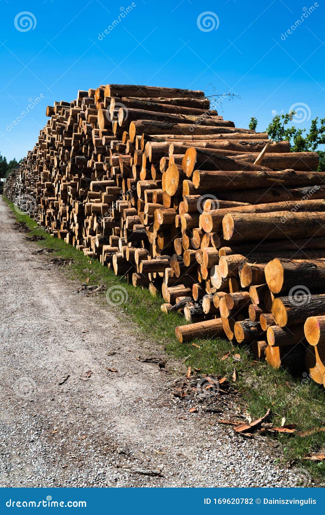 Log stack with alder trees stock photo. Image of blocks - 169620782