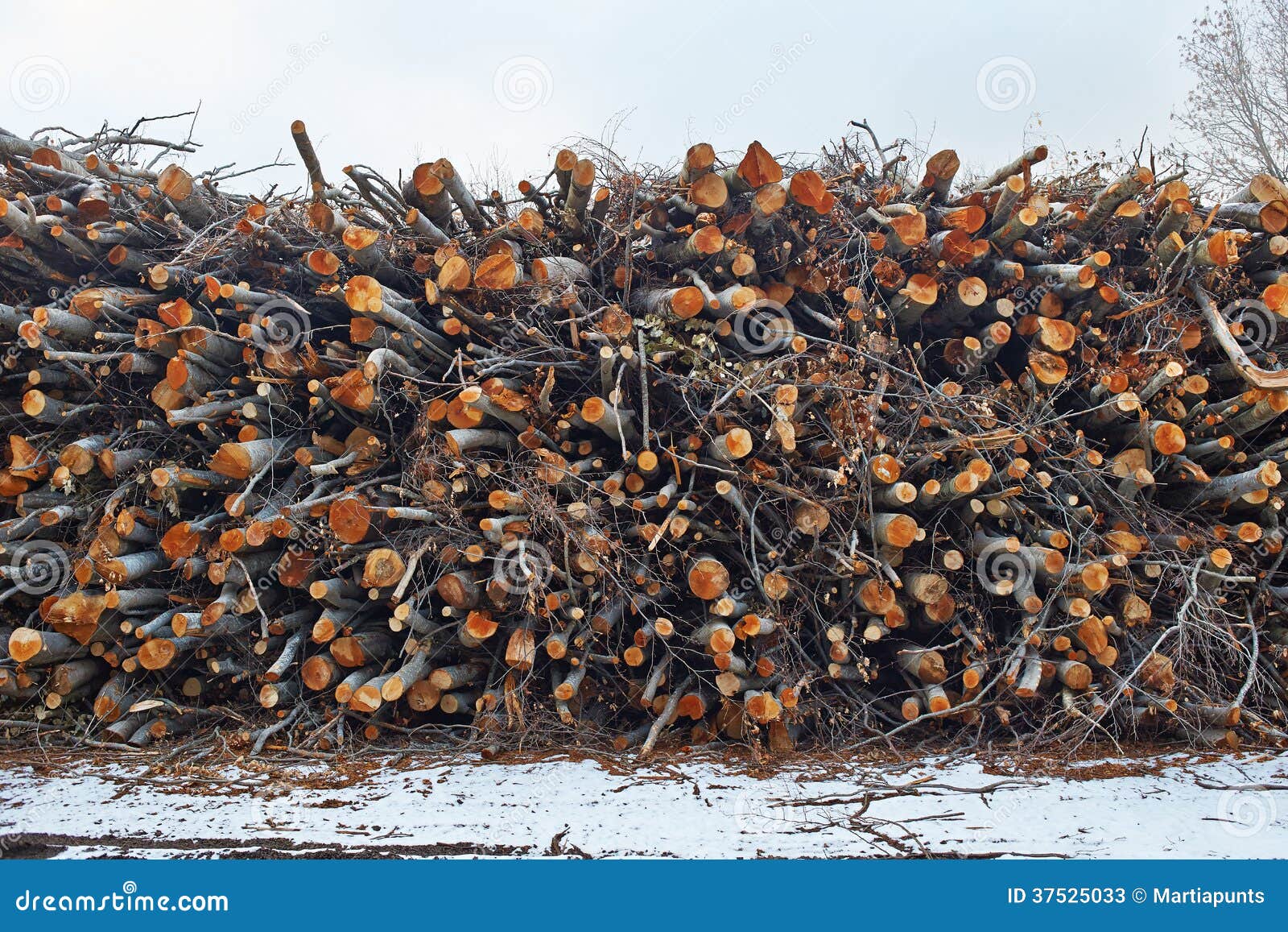 Log stack on forest stock image. Image of timber, woodpile - 37525033
