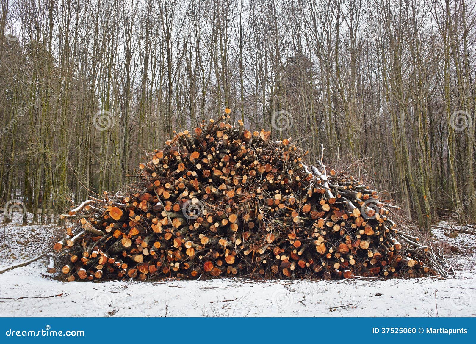 Log stack on forest stock photo. Image of stacked, outdoors - 37525060
