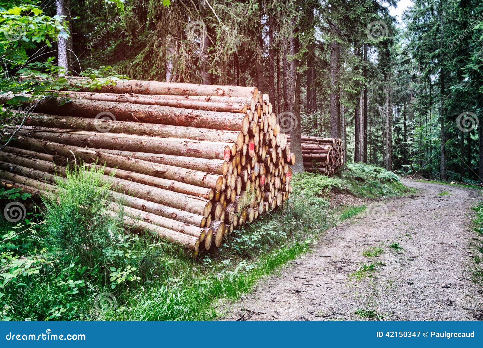 Log Stacks Along Forest Road Stock Image - Image of forestry, lumbering ...