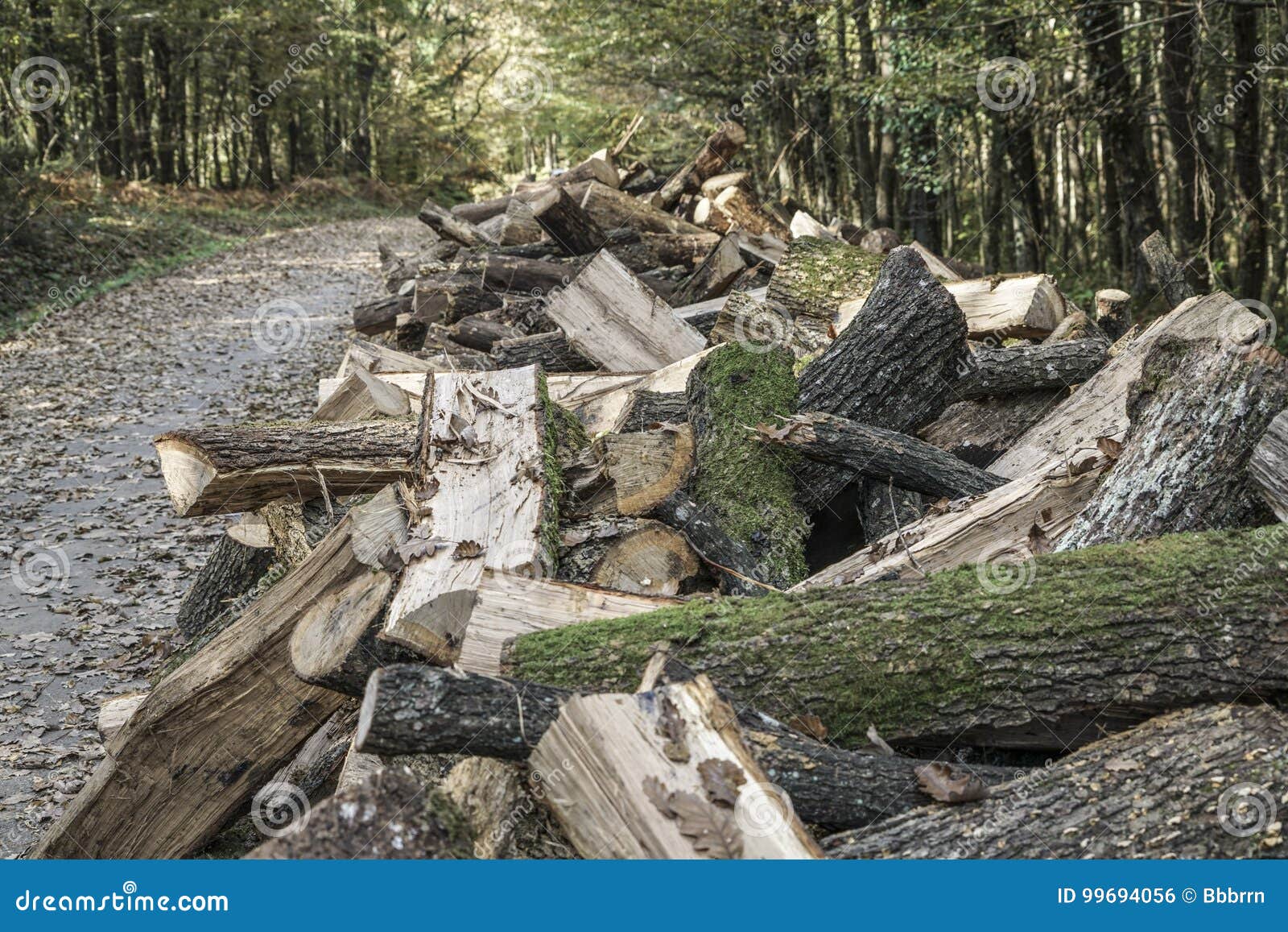 Log Stacks Along the Forest Road Stock Photo - Image of lumber, fall ...