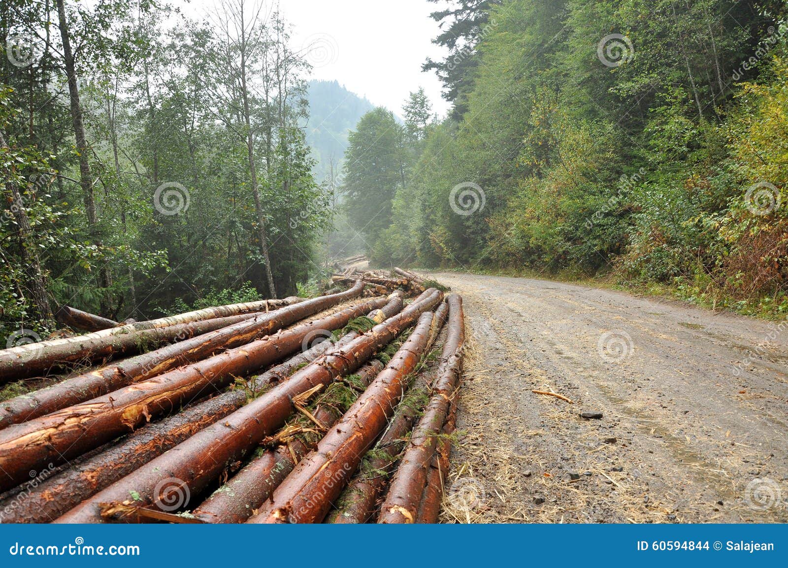 Log Stacks Along the Forest Road Stock Photo - Image of desolate ...