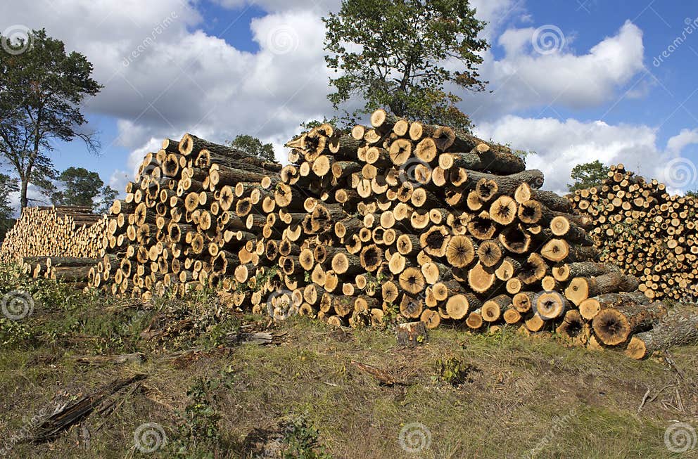 Log stacks stock photo. Image of resource, forestry, pine - 33821314