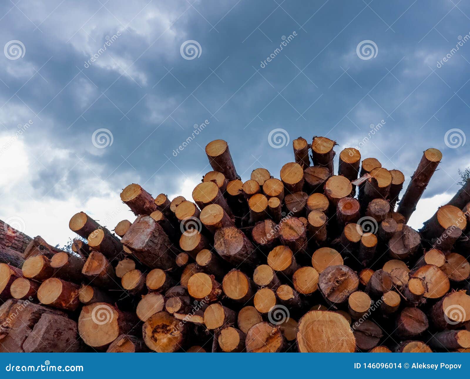 A Huge Pile of Logs of Tree Trunks Against the Backdrop of Clouds ...